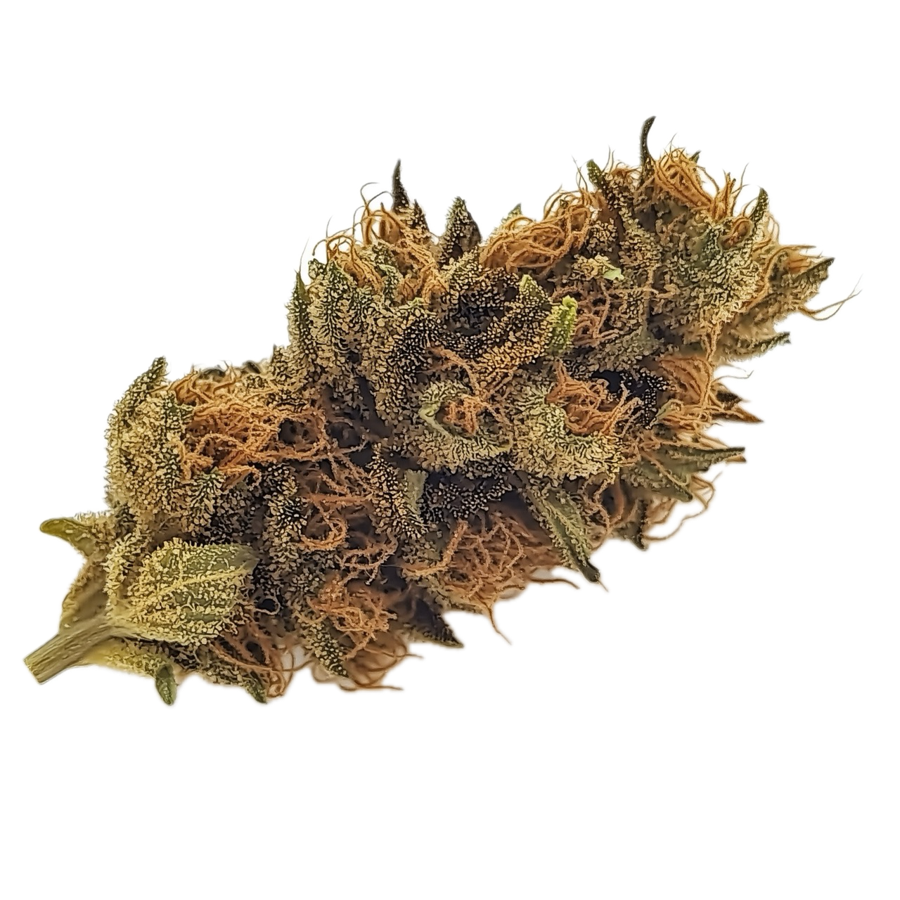 Luana 28/1 Pine "Solpina Magic" – NuggMD